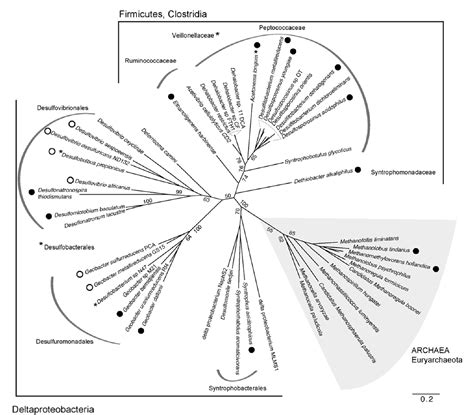 Figure 1 From Mercury Methylation By Novel Microorganisms From New Environments Semantic Scholar