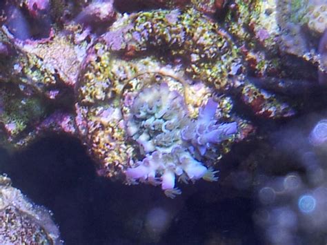 Sexy Corals Orange Passion Progress Thread Page 4 Reef2reef