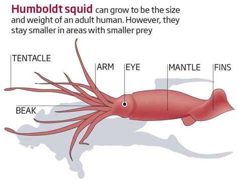 Jumbo Squid