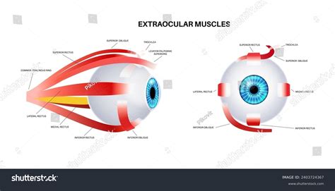Ocular Muscles And Movements Extraocular Muscles Eye Movement Eye