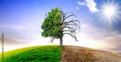 Climate Change Withered Tree And Dry Earth Stock Photo Adobe Stock