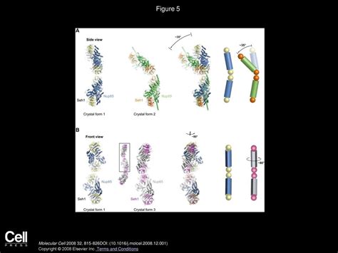 A Fence Like Coat For The Nuclear Pore Membrane Ppt Download
