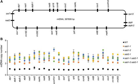 Relative Mitochondrial Dna Mtdna Copy Number Of Mitochondrial Genes Download Scientific
