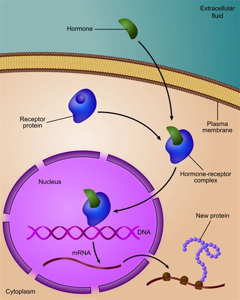 Principles Of Biochemistryexpression Of Gene Wikibooks Open Books