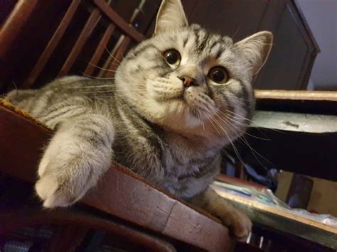 Внимание Люди добрые помогите пожалуйста найти кота Потерялся вчера вечером 31 августа