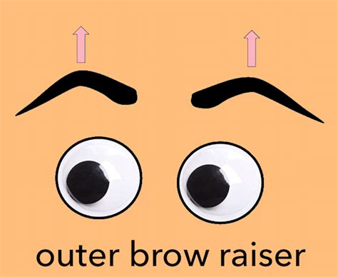 Stylizing Outer Brow Raiser In Facs Blendshape Animator Face The Facs