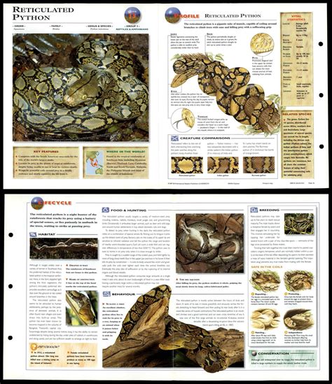 Reticulated Python 13 Reptiles We By Ajolley785727 On Deviantart