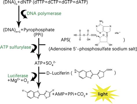 The Principle Of Bioluminescence Pyrophosphate Assay Download