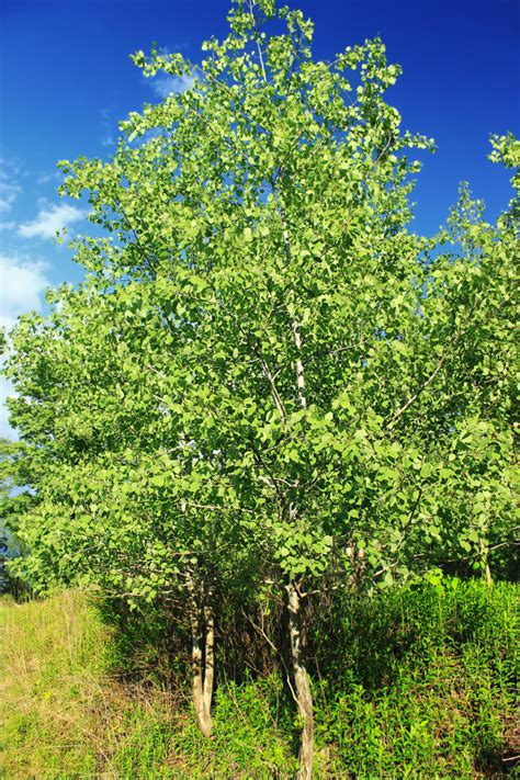 Most Common Trees In North America ProGardenTips