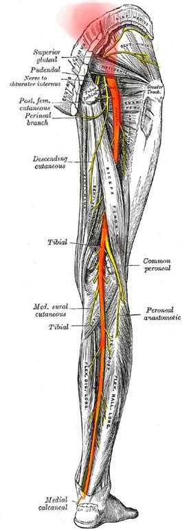 Sciatic Nerve