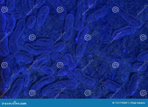 Bacteria Or Germs Microorganism Cells Under Microscope In The Co Stock Image Image Of Blue