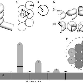 Simulation Of The Transition From Two Dimensional Hyphal Growth Into A