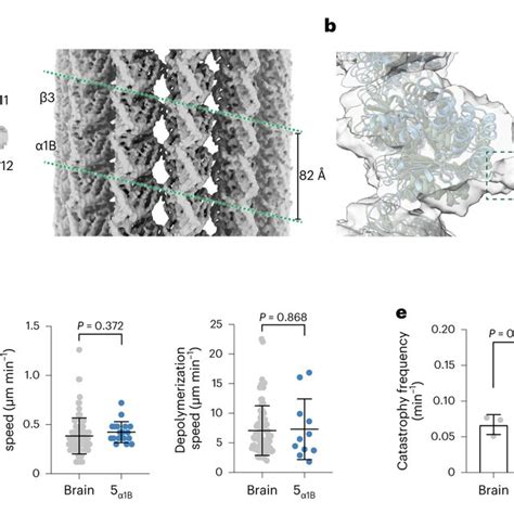 Structure And Dynamics Of Semi Synthetic Microtubules A Top Left And