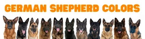 German Shepherd Colors All 14 Shades Explained In Detail