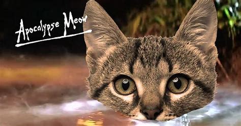 Love The Smell Of Catnip In The Morning Album On Imgur