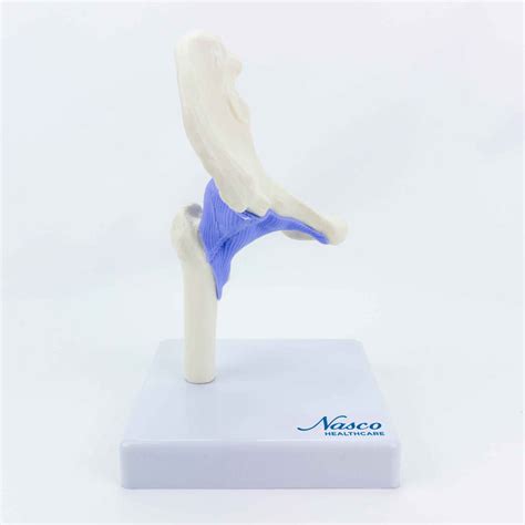 Mini Hip Joint Model Half Size [sku Mg34877] Nasco Healthcare