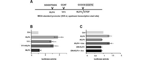 Klf4 And Yy1 Regulate Mica Expression A A 535 Bp Mica Promoter