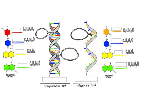 G1 27 Dna And Rna Base Pairs 1 Quiz