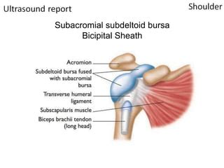 Shoulder Ultrasound Report Pdf