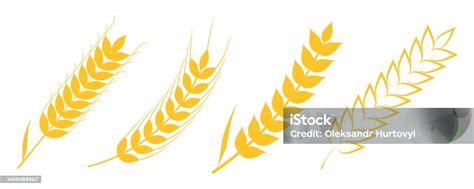 노란 밀 귀 아이콘 세트입니다 빵집 농장 신선하고 건강한 음식 빵 포장에 대한 농업 기호 호밀 또는 보리 작물 수확 기호 가을에