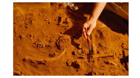 Fossil Study Finds How Sea Level Changes Shaped Early Life On Earth DD India