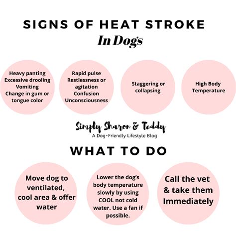 Heat Stroke In Dogs The Signs Treatment How To Prevent It This Summer
