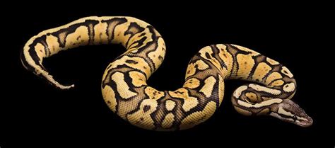 How Long Do Ball Pythons Live Tips To Improve Lifespan