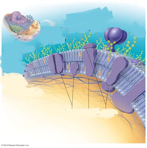 Phospholipid Bilayer Diagram Quizlet