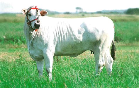 Chianina Cow