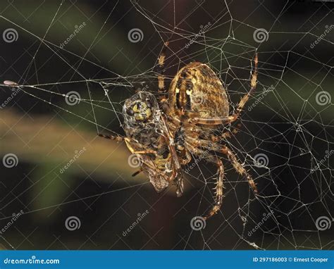 Pa9280245 Cross Orb Weaver Spider Araneus Diadematus Feeding On Trapped Wasp Cecp 2023 Stock
