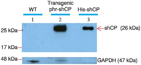 Chromoproteins Plos One