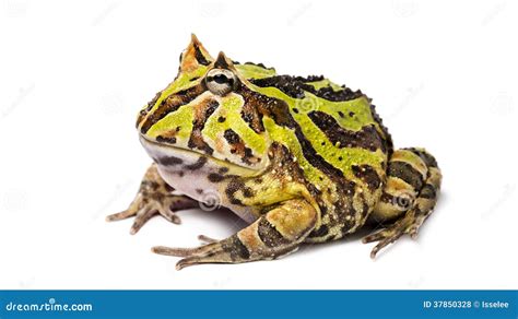 Argentine Horned Frog Ceratophrys Ornata In The Nature Habitat