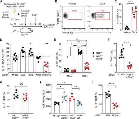 Cgas Sting Signaling Is Critical For Cdc1 Derived Il 12 Production And