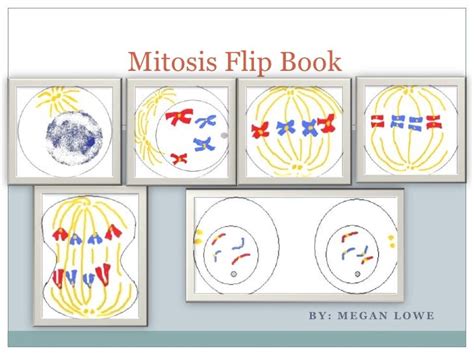 Mitosis Flip Book Example Mitosis Flip Book