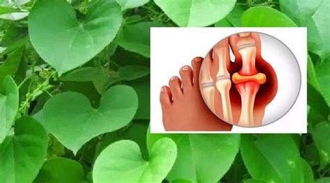 Reduce Uric Acidయూరిక్ యాసిడ్ ఉన్నవారు ఈ ఆకు తీసుకుంటేముఖ్యంగా కీళ్ల నొప్పులు ఉన్నవారు