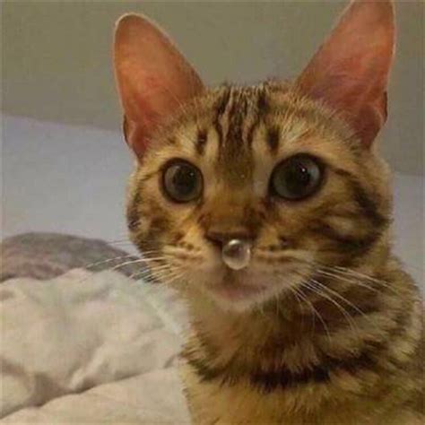 Snot Bubble Blank Template Imgflip