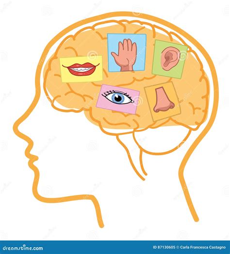 Brain 5 Senses Stock Vector Illustration Of Hearing 87130605