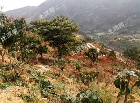 灌木林地 灌木林 矮灌木丛 第2页 大山谷图库