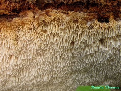 Фотокаталог грибов: Антродия извилистая (Antrodia sinuosa)