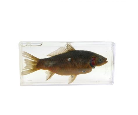 Купити Внутрішня та зовнішня будова риби в Києві недорого Шкільне