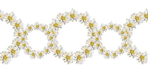 디자인을위한 원활한 림 수채화 원형 프레임 테두리 템플릿 흰색 배경에 꽃 국화 데이지 카모마일의 화환 손으로 그린 여름 식물 공간을 복사합니다 프레임 결혼식을위한 국경