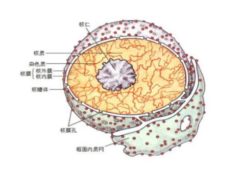 核仁图册 360百科