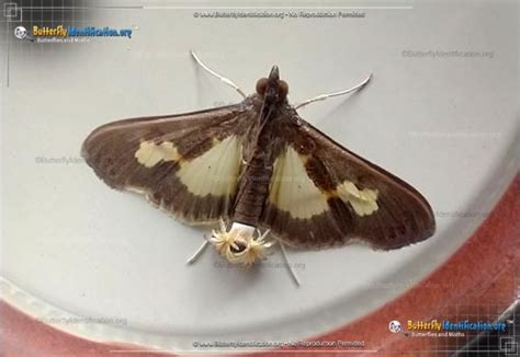 Pickleworm Moth