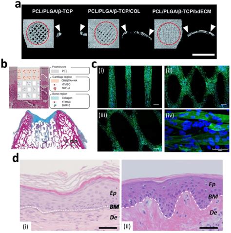 Regenerative Capability Of 3d Printed Tissue Constructs A Enhanced