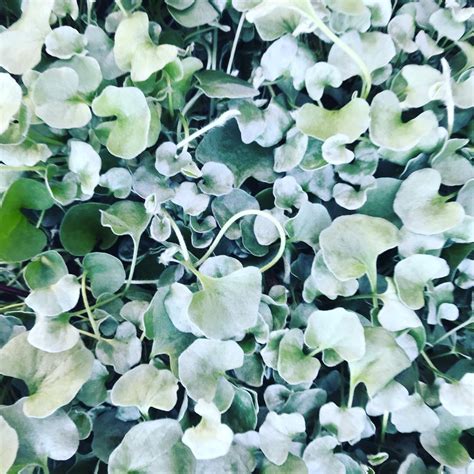 Дихондра серебристый и цветение (74 фото)