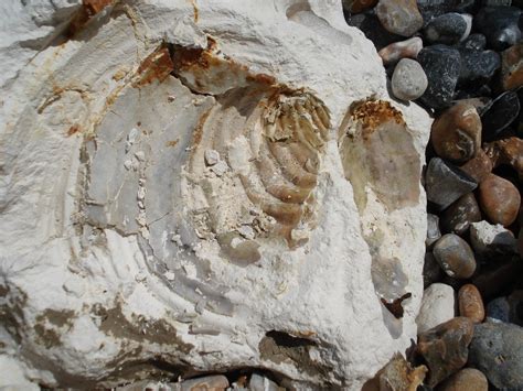 Large Inoceramus Bivalve In Chalk Uk Fossil Collecting