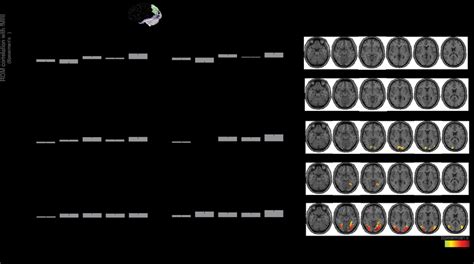 Dimensions Of Animacy And Fmri Responses A Animacy Dimension Rdms