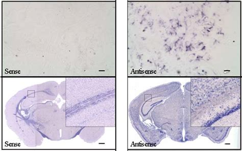 Effectiveness Detection Of Adam10 Crna Probe A And B Mixed Cultures