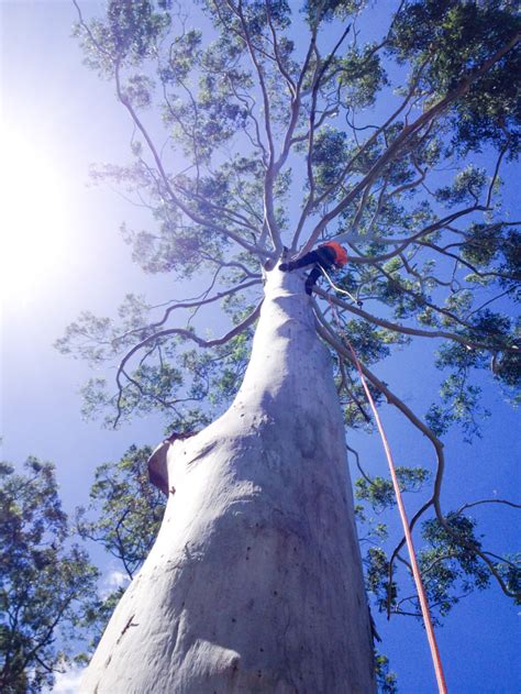 Tree Pruning Tree Lopping Sunshine Coast Monkey Business Tree Service