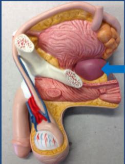 Balls Diagram Quizlet
